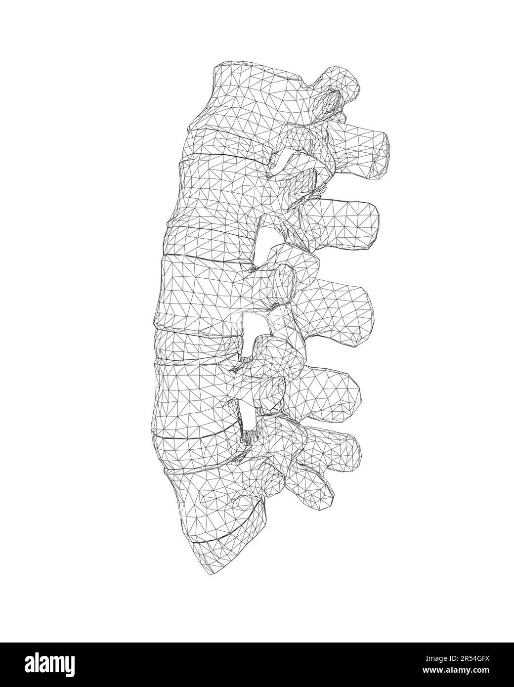 Science biology skeleton bones structure Black and White Stock Photos ...