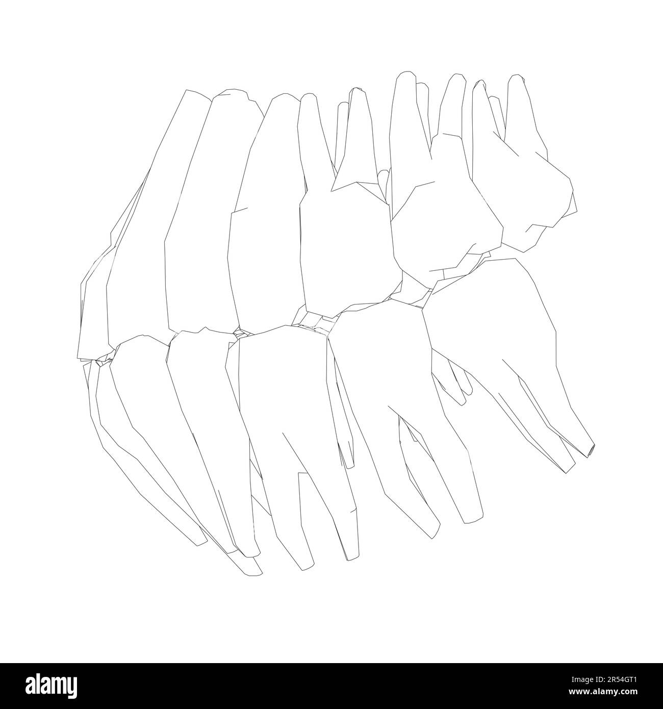 Teeth contour. Hand drawn different types of human tooth collection ...