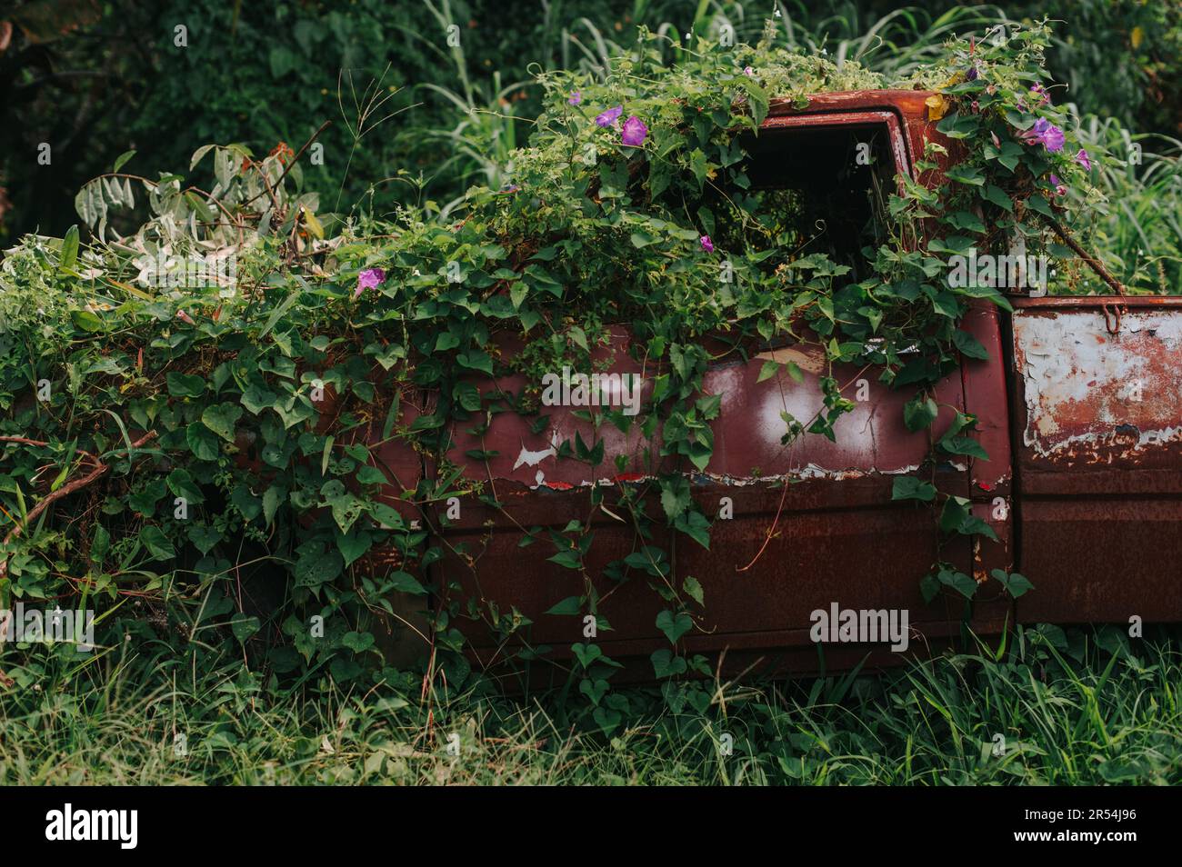 Overgrown car. Old abandoned car in rust is absorbed by nature Stock Photo - Alamy