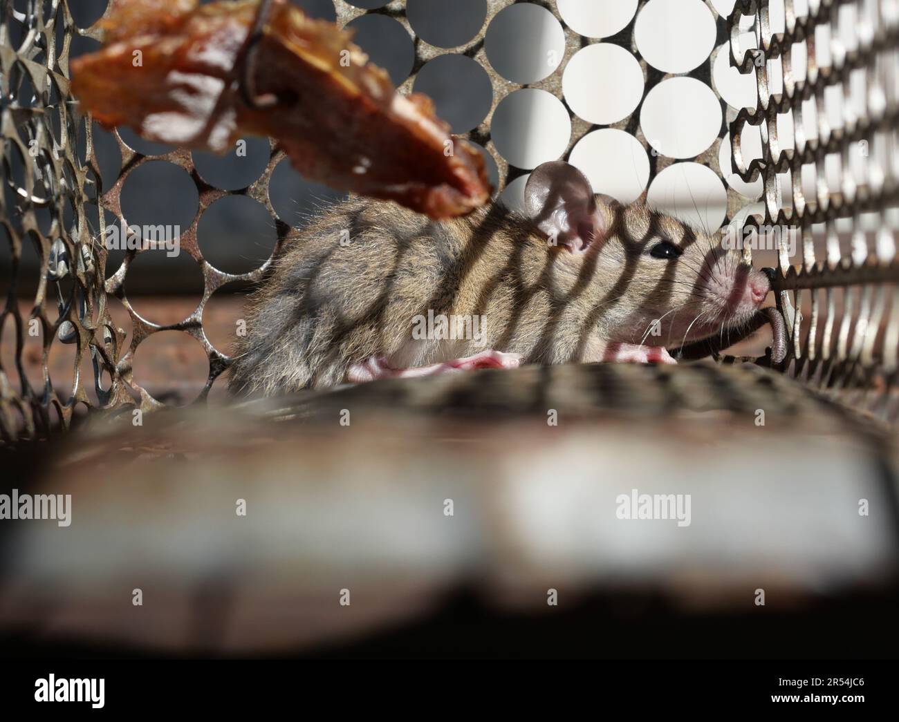 Rat in cage mousetrap on white background, Mouse finding a way out of ...