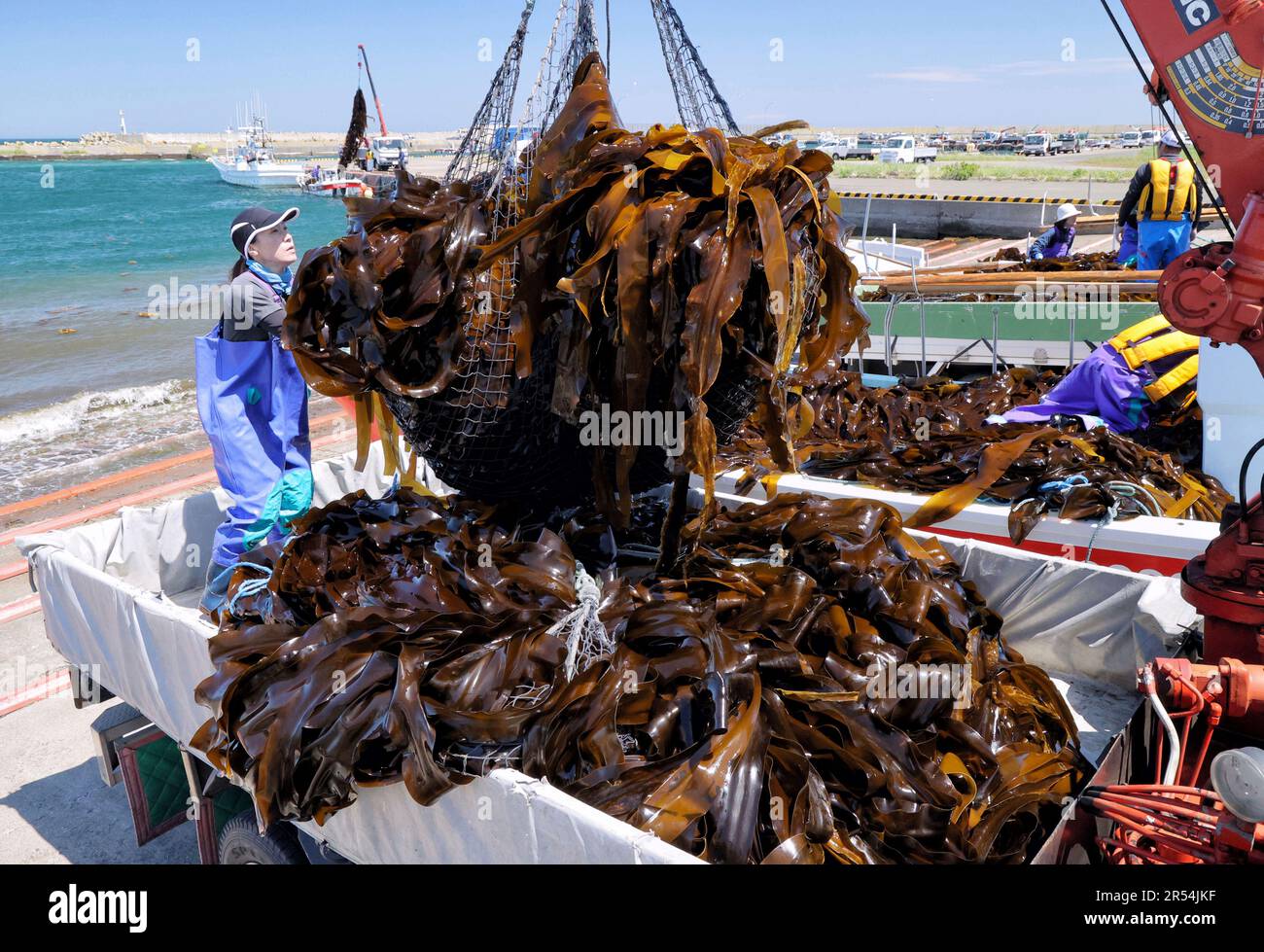 Kelp fishing around Kaigara Island in the Habomai Islands of the ...
