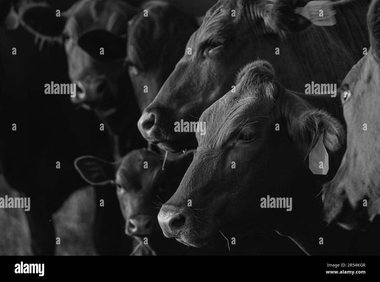 Close up of dairy cow in a farm. Herd of cows Stock Photo - Alamy
