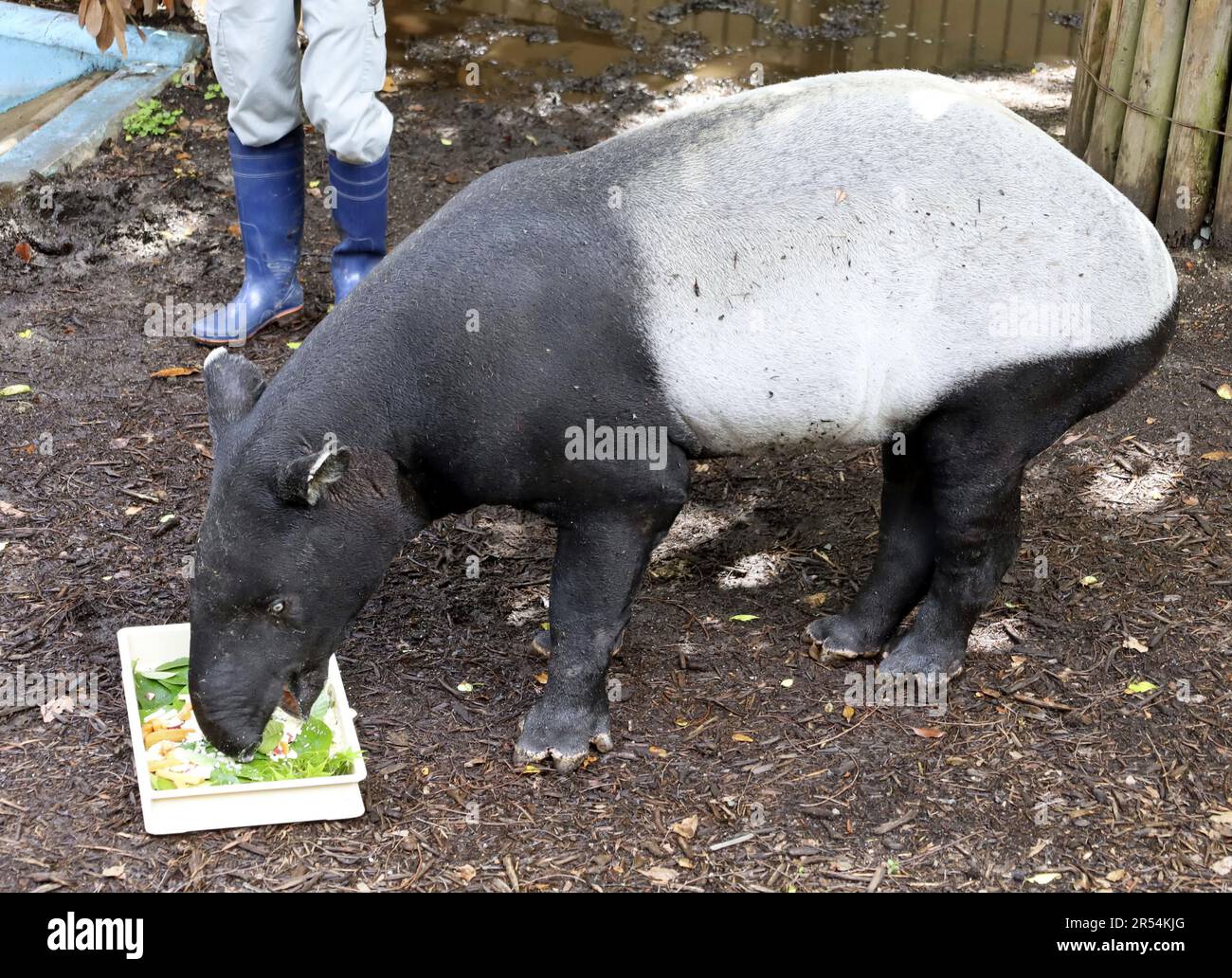 Juri, Japan's oldest Malayan tapir, an endangered mammal species, gets ...