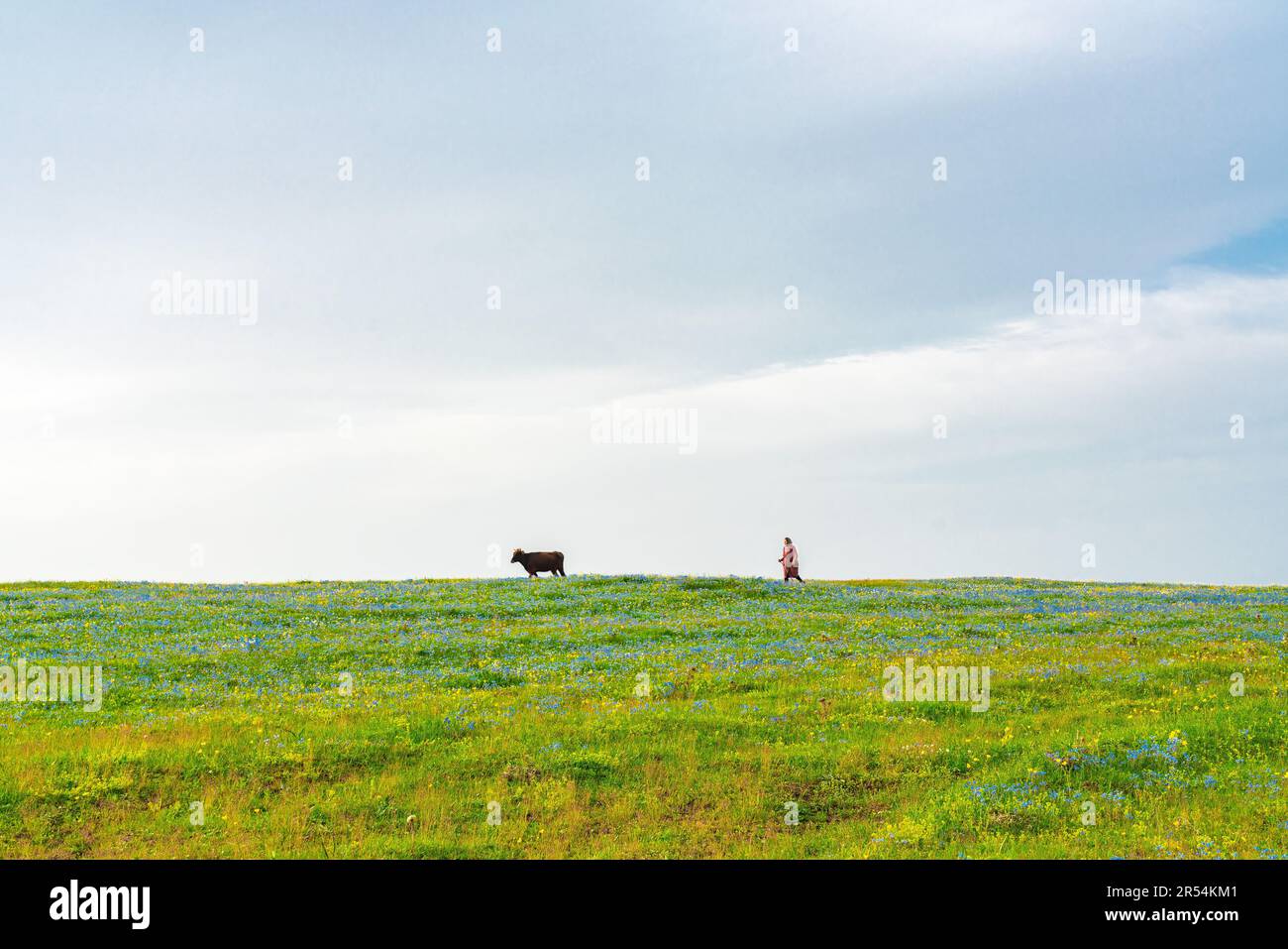 Elderly woman leading a cow to pasture Stock Photo - Alamy