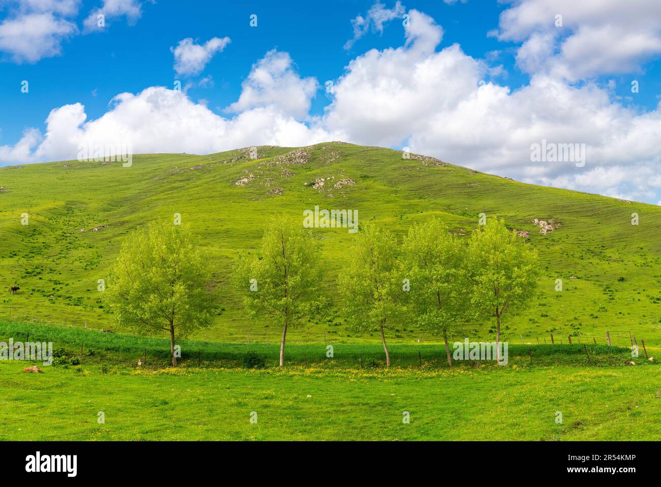 Grassland trees on cloudy hi-res stock photography and images - Alamy