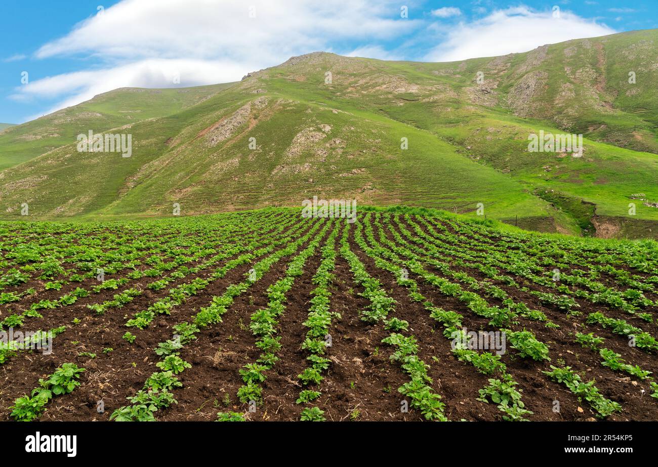 Potato plantation in the mountains Stock Photo - Alamy