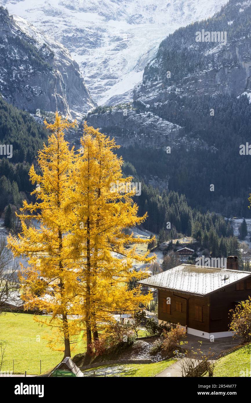 Larch trees and chalet in backlit with the Waechsel glacier at the background, Grindelwald ...