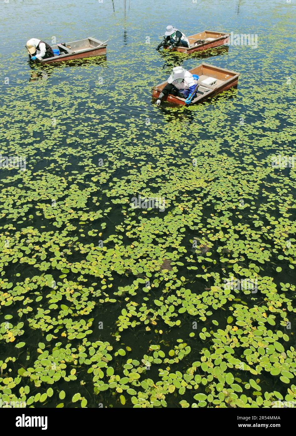 Farmers gather water shield (brasenia schreberi / junsai in Japanese ...