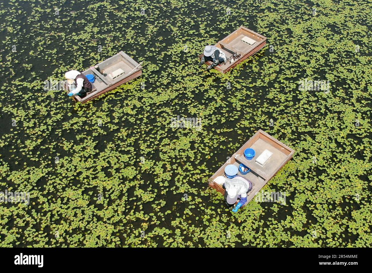 Farmers gather water shield (brasenia schreberi / junsai in Japanese ...