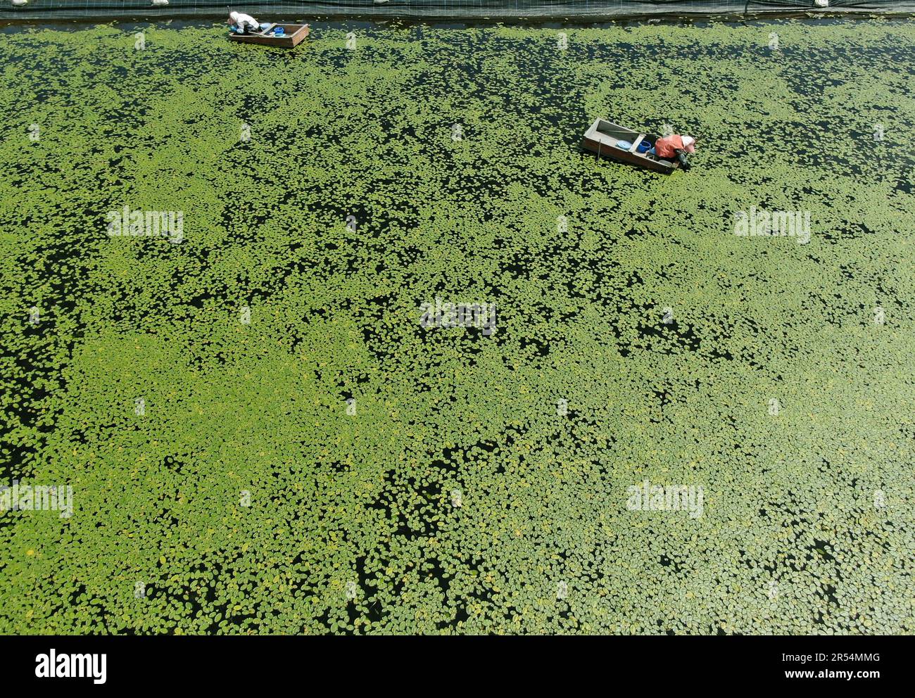 Farmers gather water shield (brasenia schreberi / junsai in Japanese ...