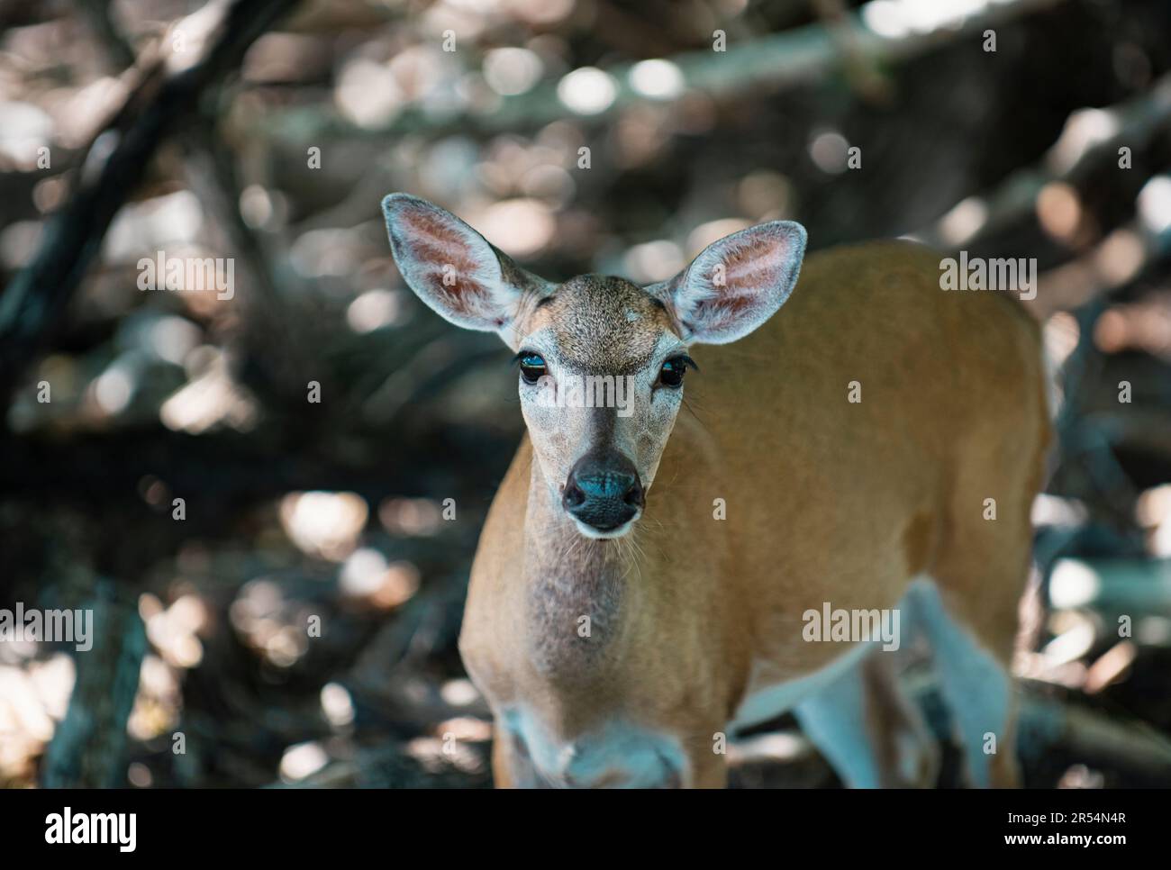 Baby bambi deer fawn. White-tailed young roe deer, capreolus, wild buck ...