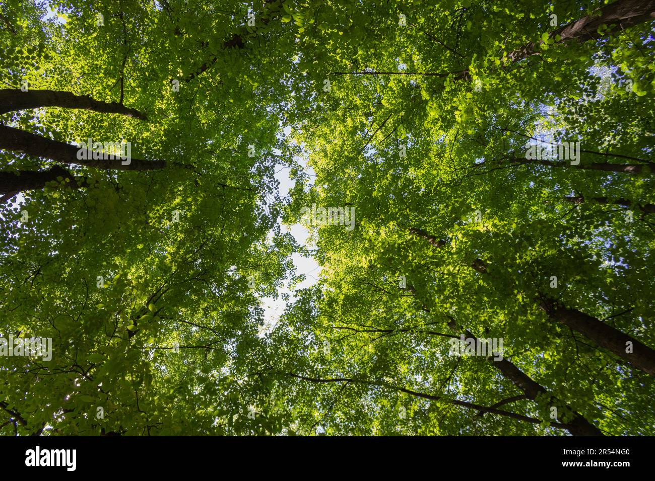 Sunny tree tops hi-res stock photography and images - Alamy