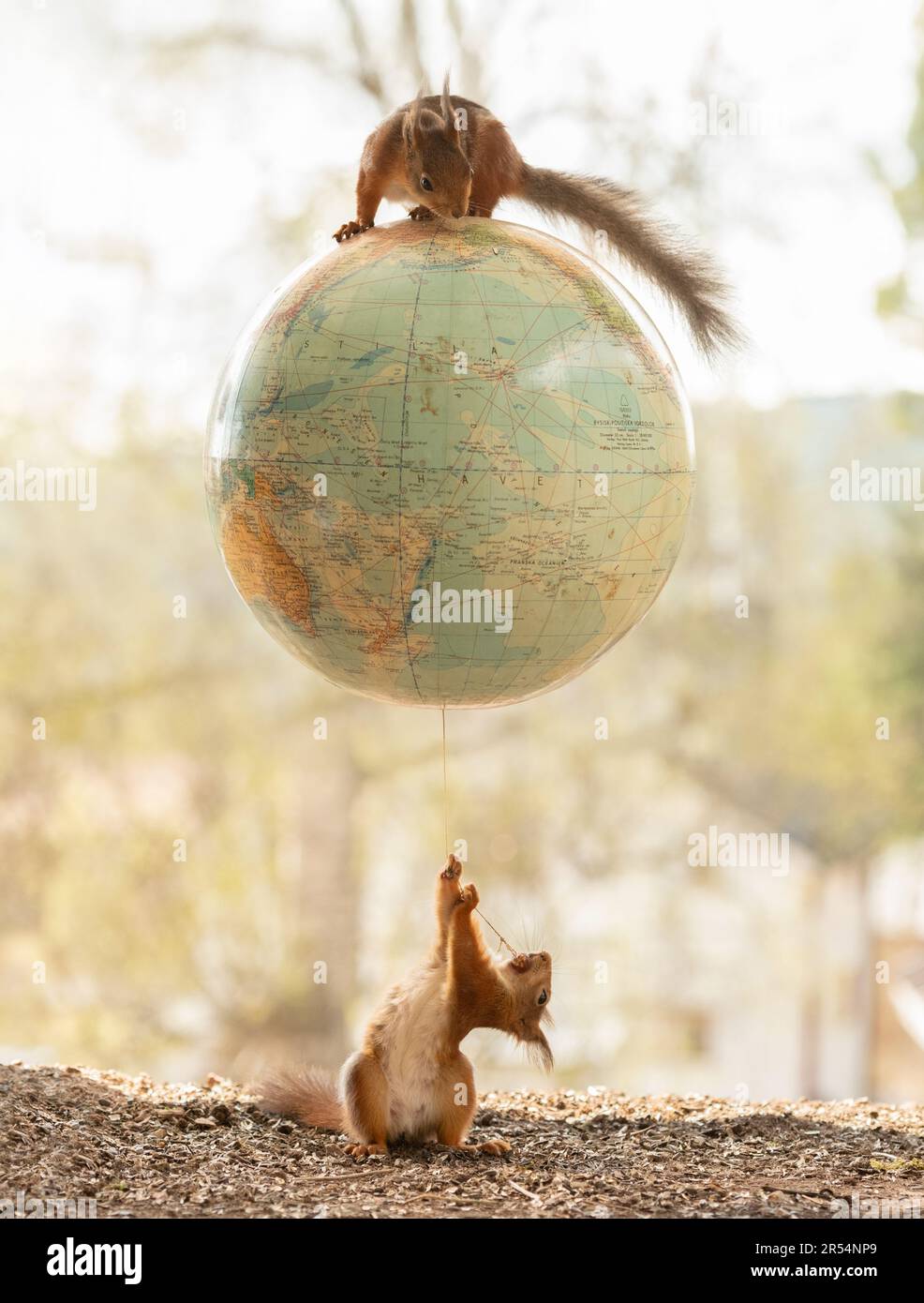 red squirrels with a earth globe Stock Photo - Alamy