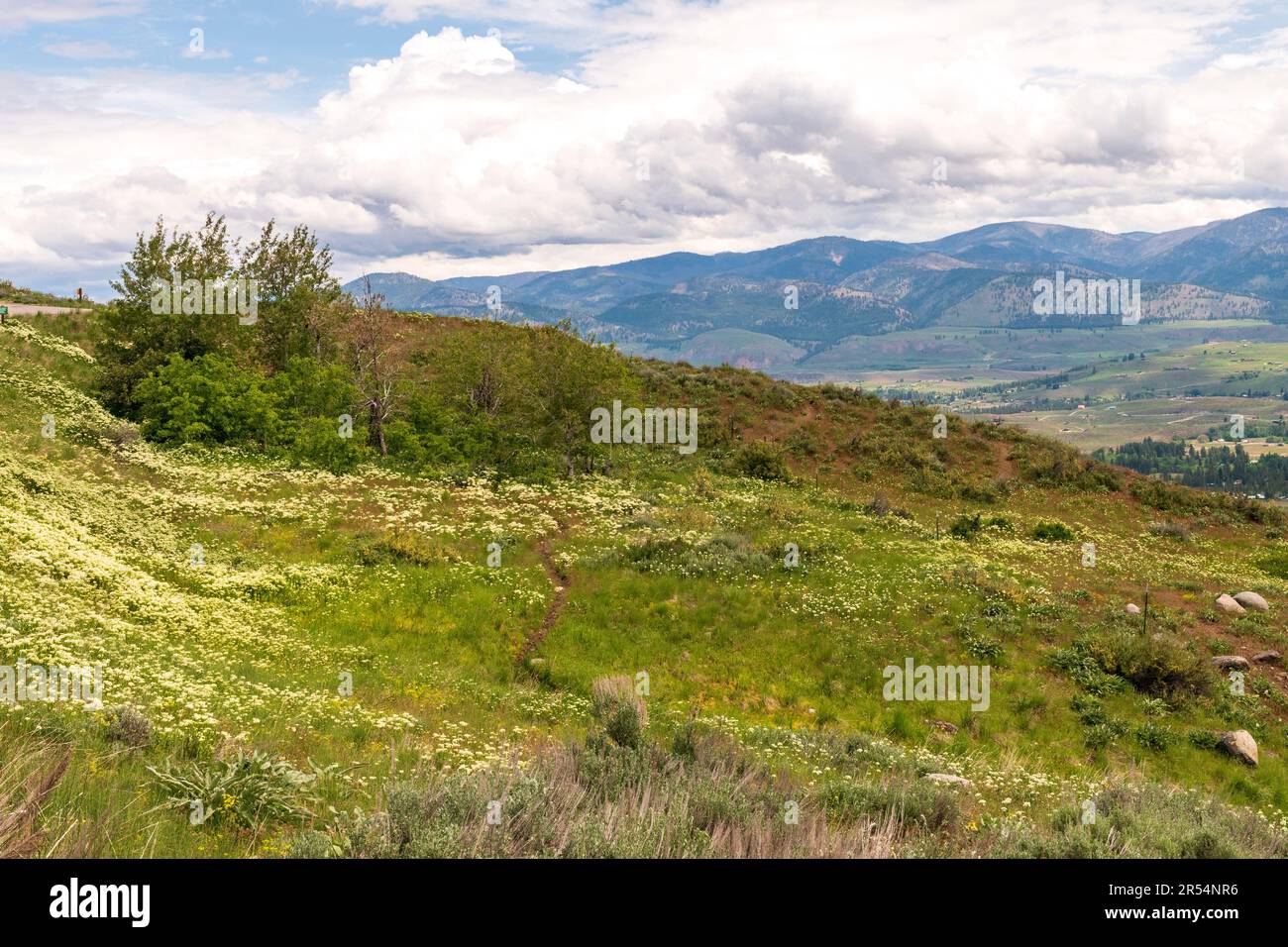 A trail winds through a field of white wildflowers on the slope of Sun ...