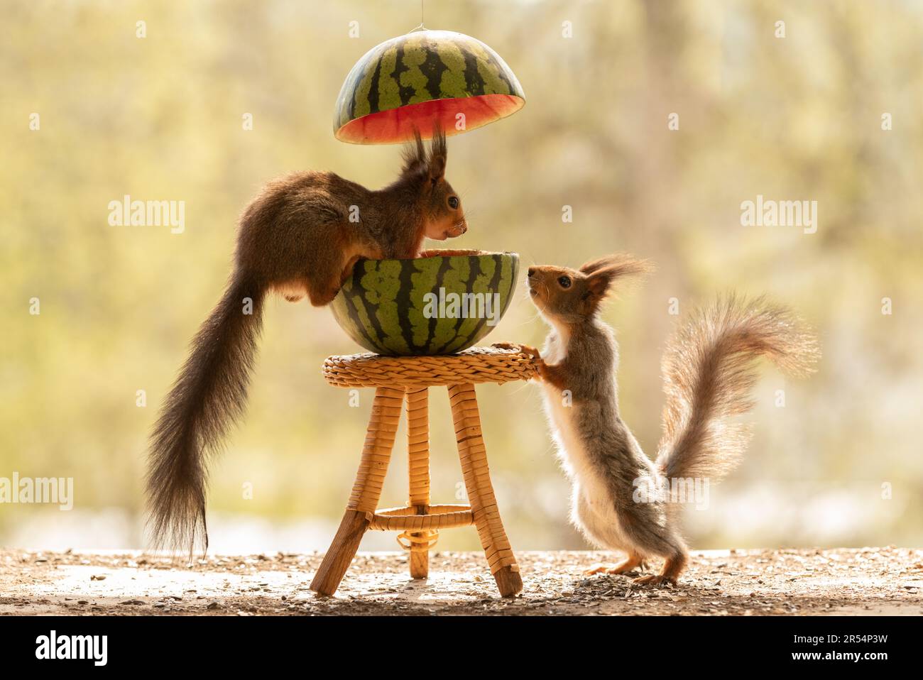 Red squirrels at a table with fruit hi-res stock photography and images ...