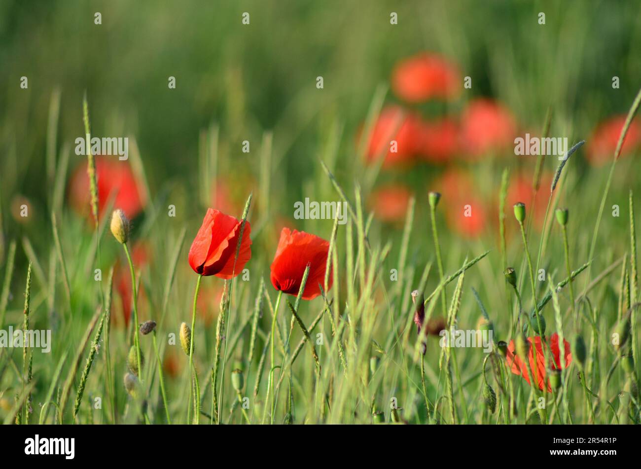 Poppies in bloom spectacle hi-res stock photography and images - Alamy