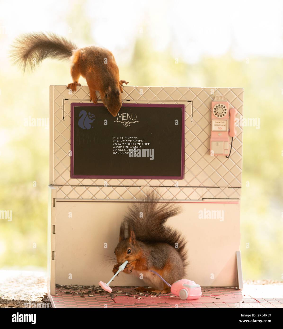 Red squirrels in a restaurant with a vacuum cleaner hi-res stock ...