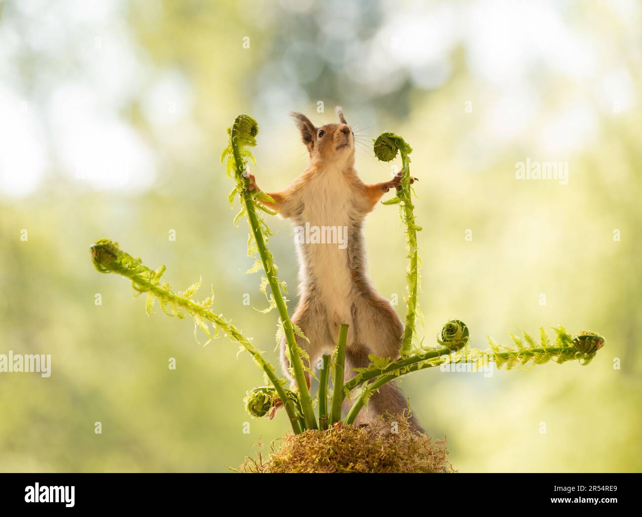 Squirrel is standing between ferns hi-res stock photography and images ...