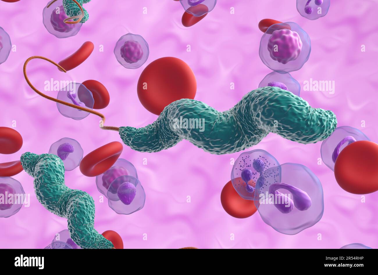 Campylobacter jejuni bacteria - 3d illustration closeup view Stock ...