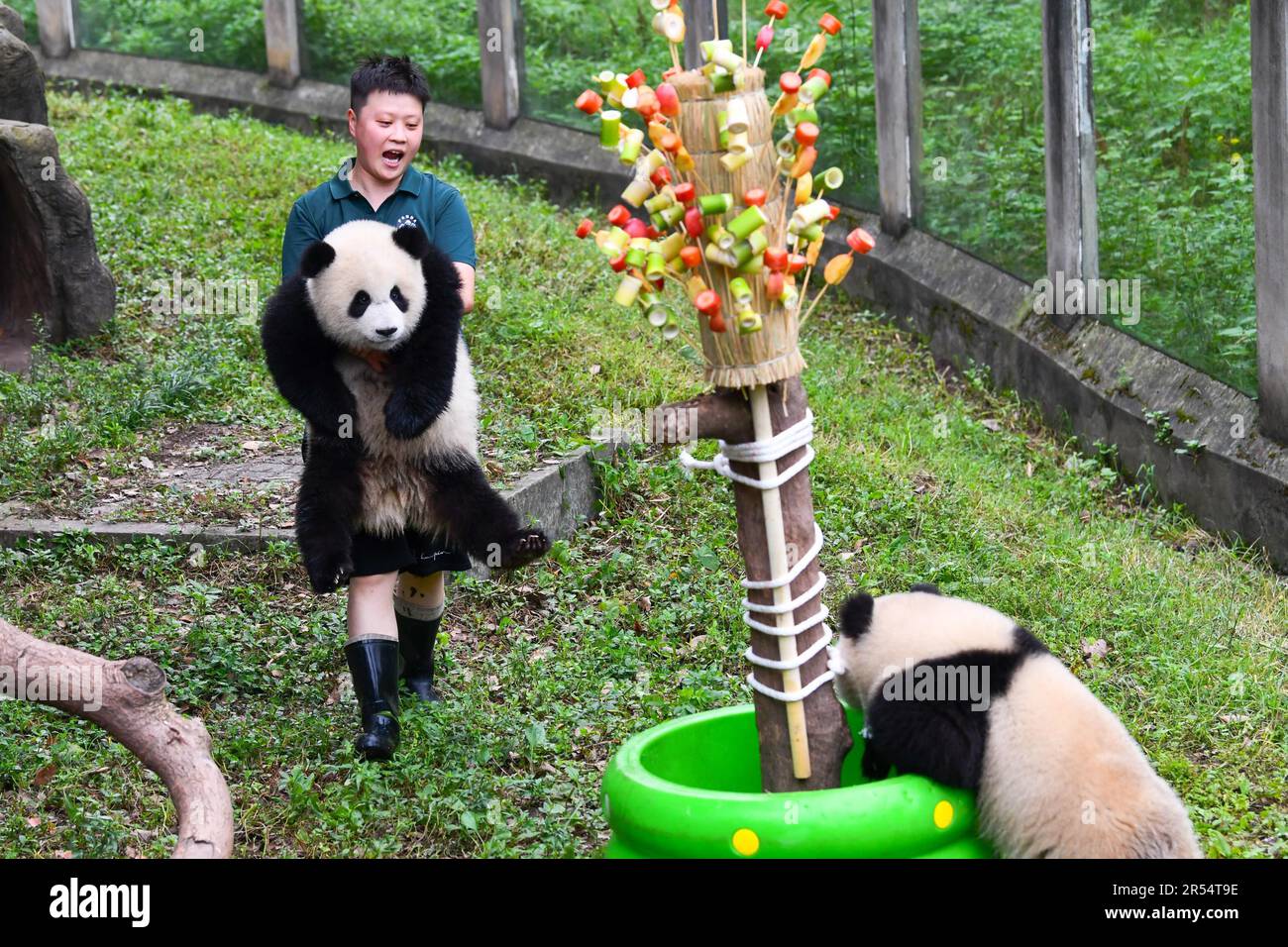 Giant pandas enjoy Children's Day feast at Chongqing Zoo, Chongqing ...
