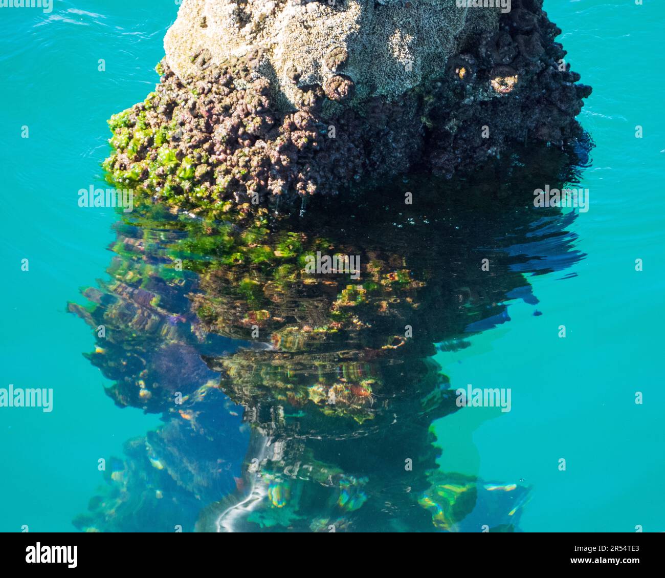 A timber piling, wooden pole under the jetty pier, immersed in ...