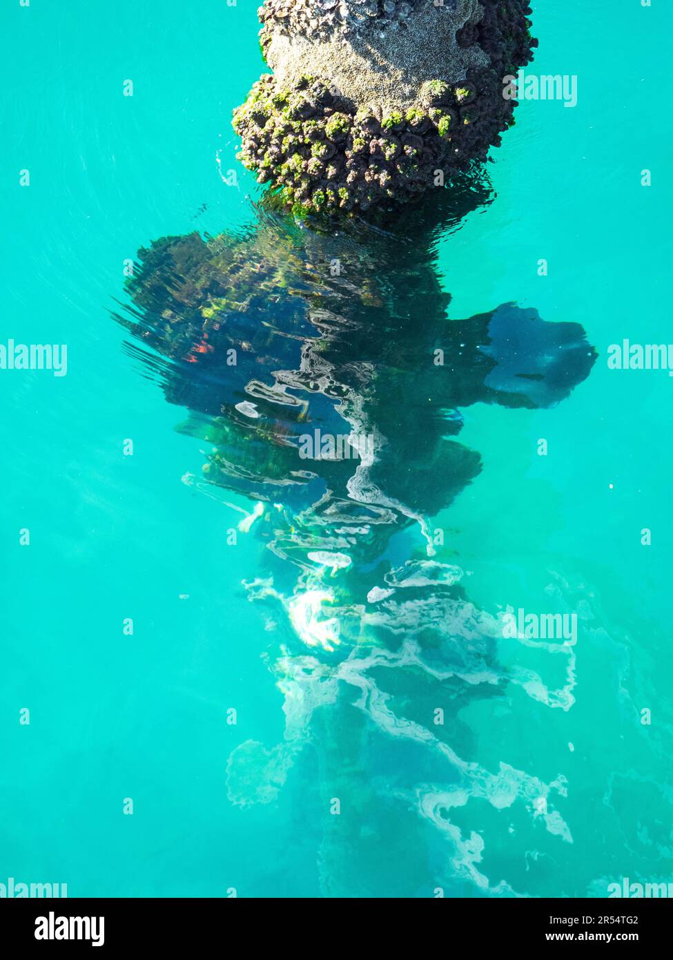 A timber piling, wooden pole under the jetty pier, immersed in ...