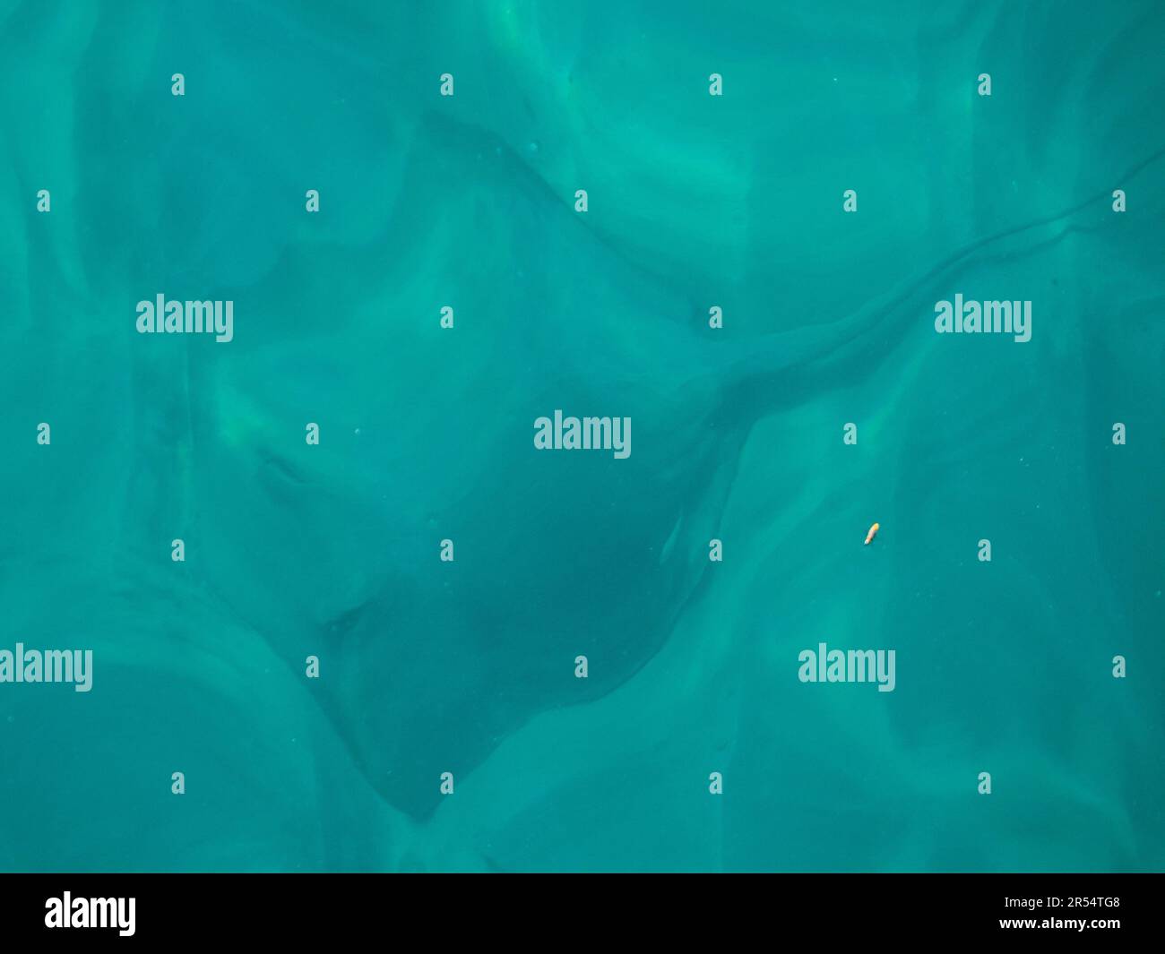 A Stingray floating majestically in the clear blue green water of the ...