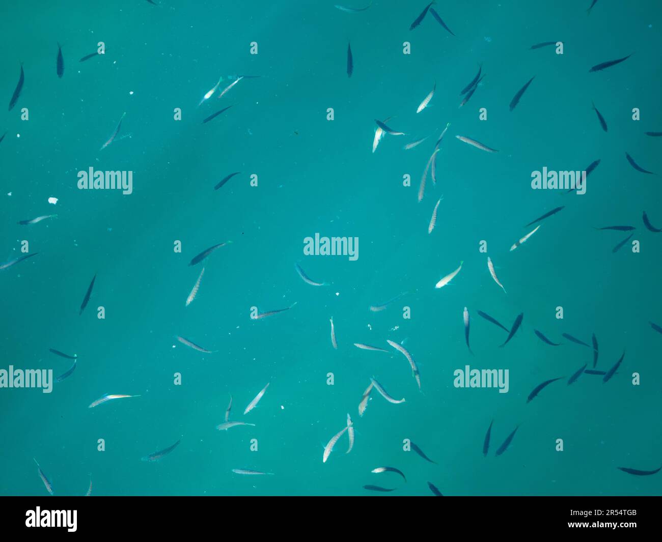 A school of tiny fish swimming in the salt water of the harbour ...