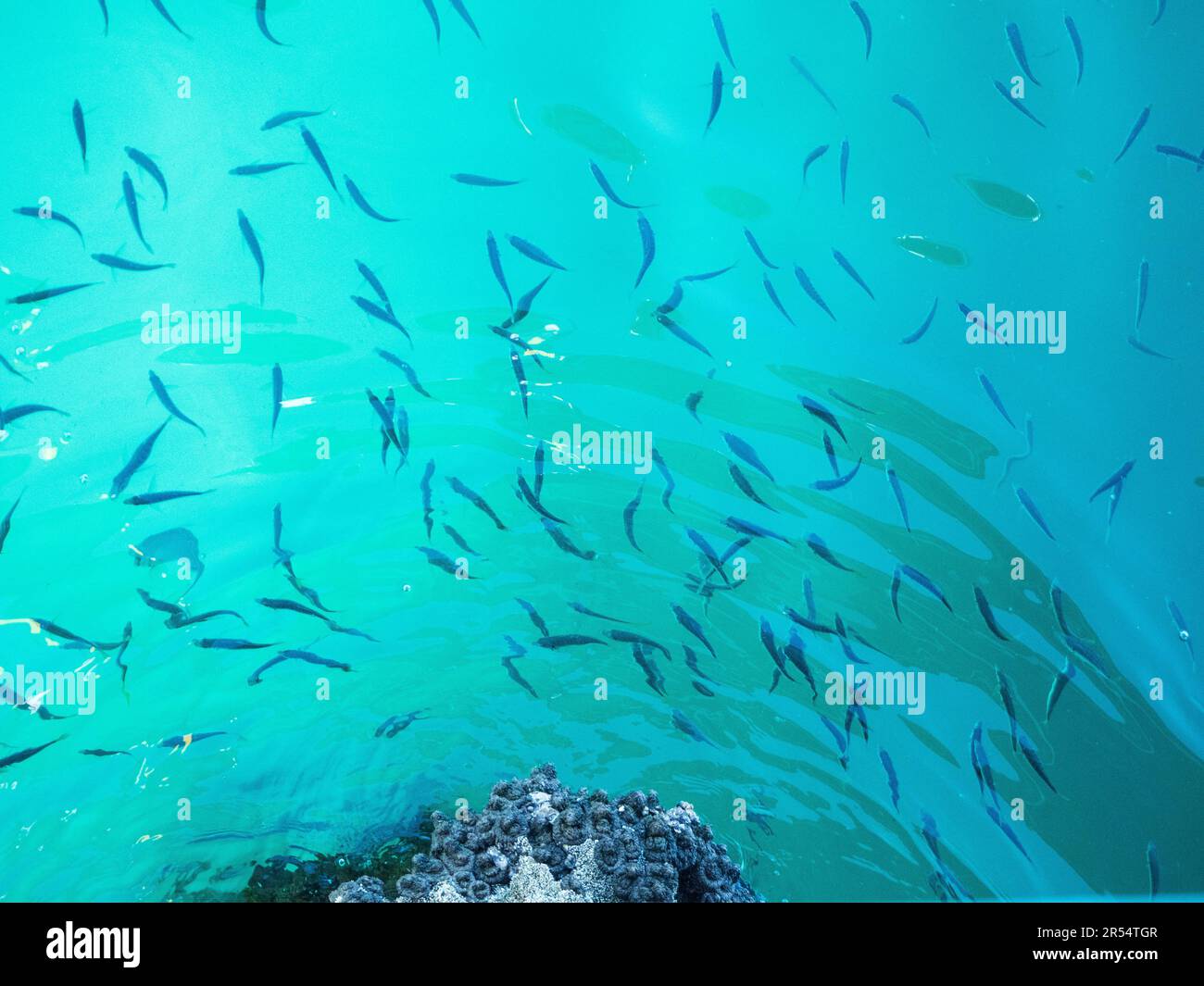 A school of tiny fish swimming near the pier in the salt water of the ...