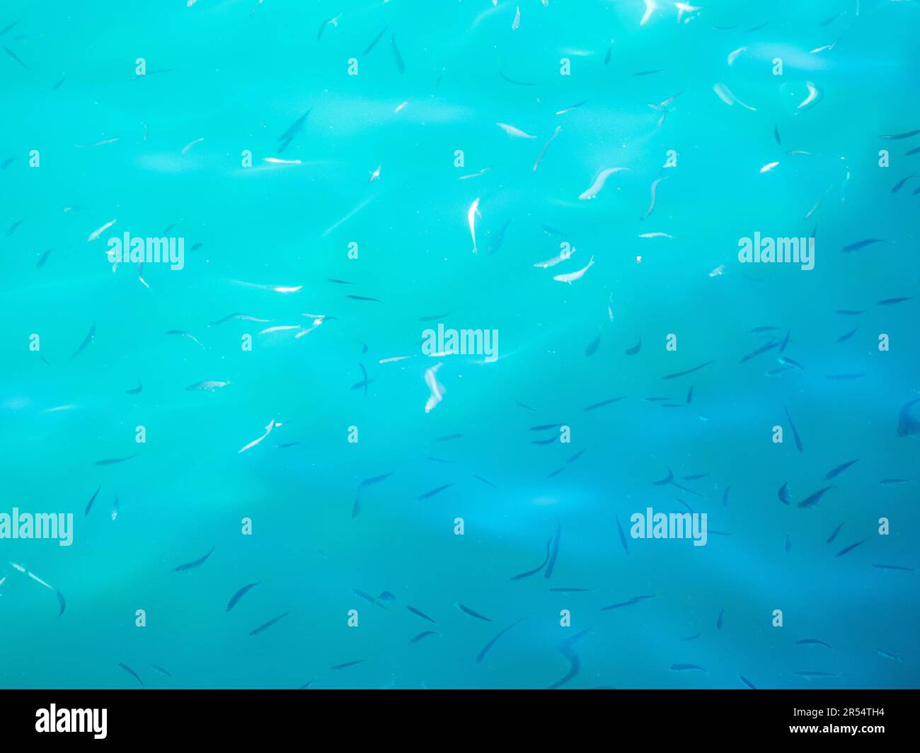 A school of tiny fish swimming in the salt water of the harbour ...