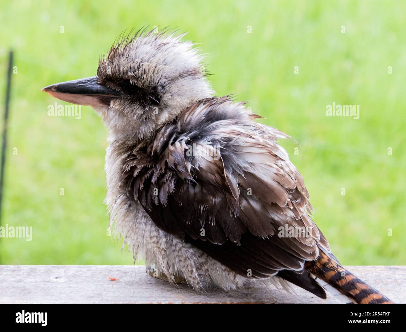 A puffed up fluffy feathered Kookaburra sitting on a railing taking a ...