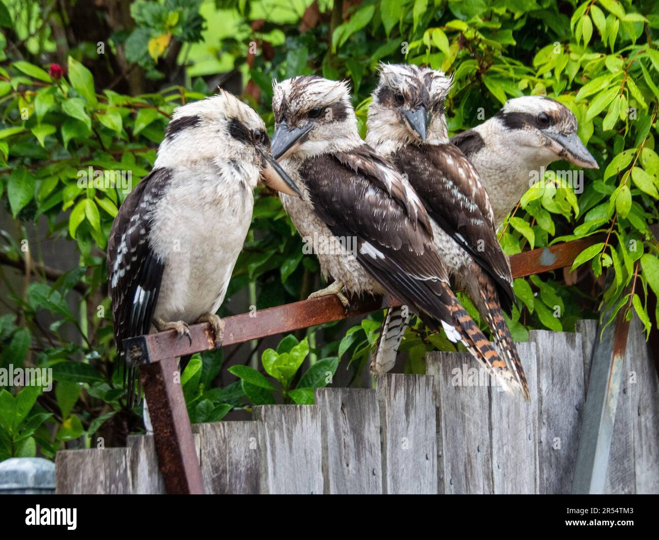 Four Kookaburras, Australian native birds, slightly wet and bedraggled ...