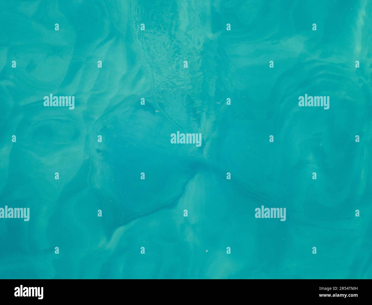 A Stingray floating majestically in the clear blue green water of the ...