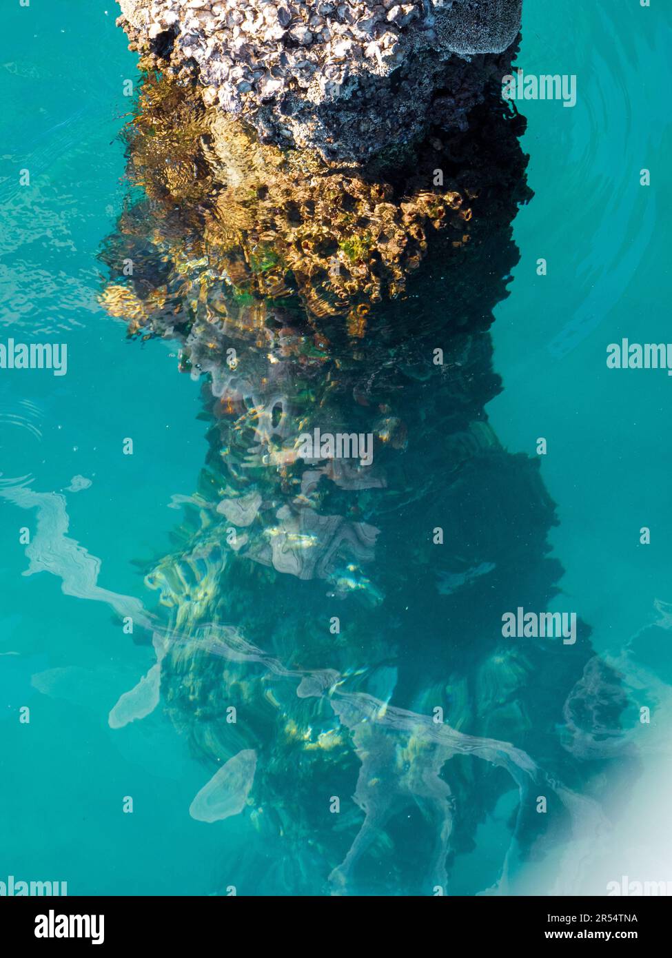 A timber piling, wooden pole under the jetty pier, immersed in ...
