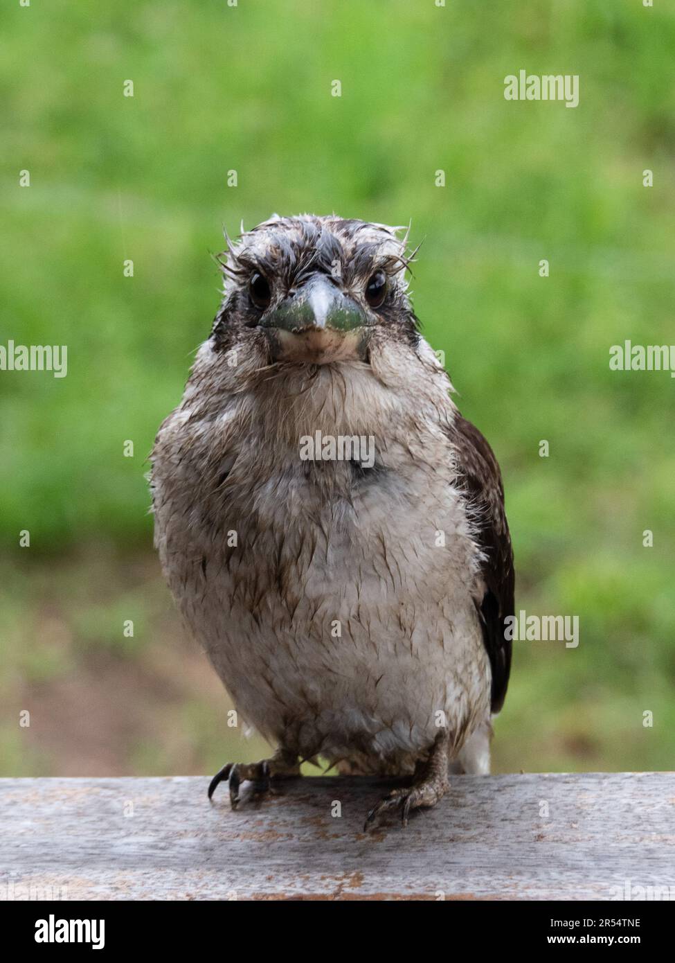 One very wet Kookaburra staring straight ahead, iconic Australian ...