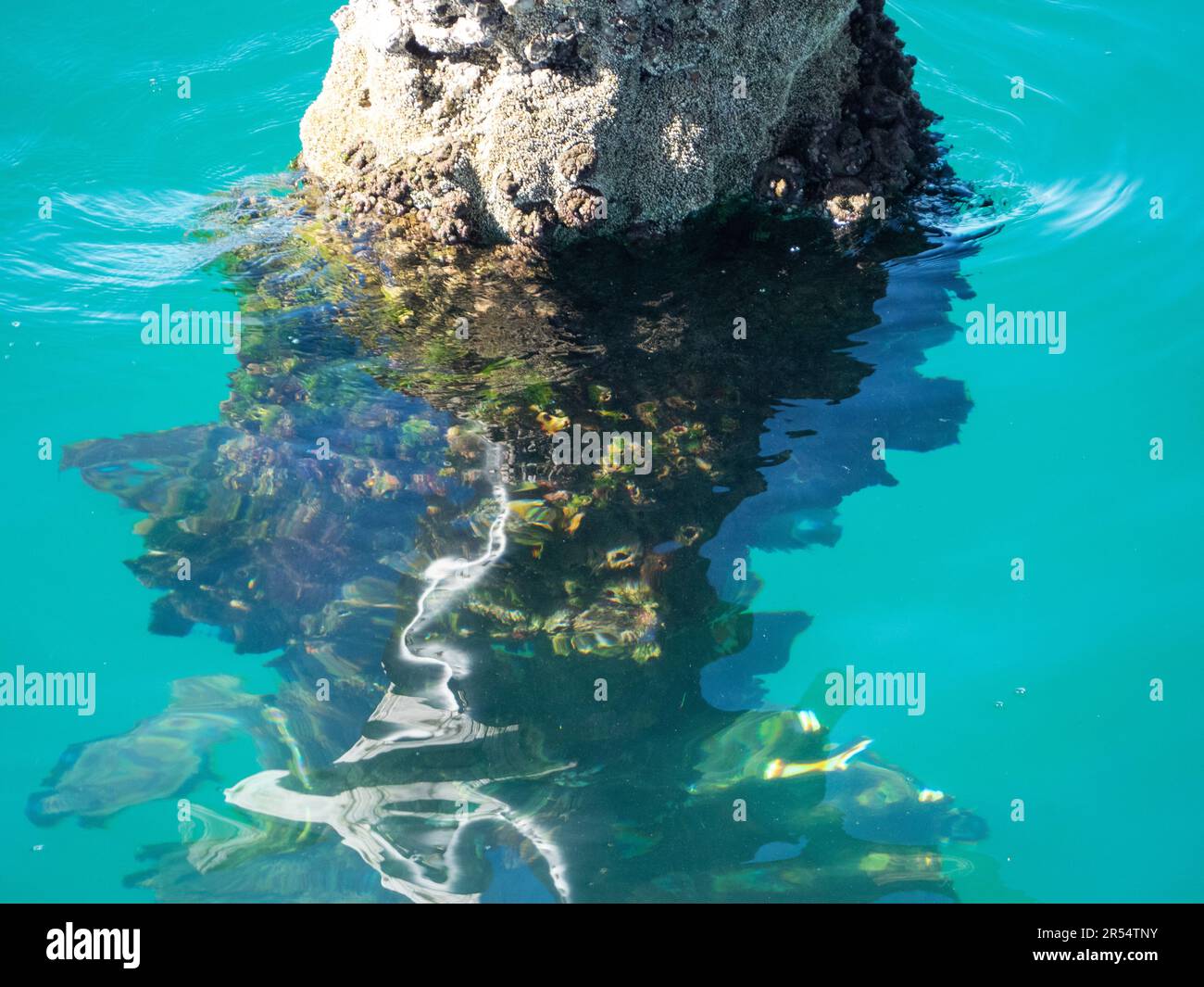 A timber piling, wooden pole under the jetty pier, immersed in ...