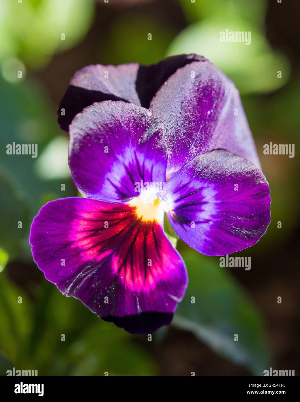 Purple, black and Magenta pansy flower, shiny almost metallic looking ...
