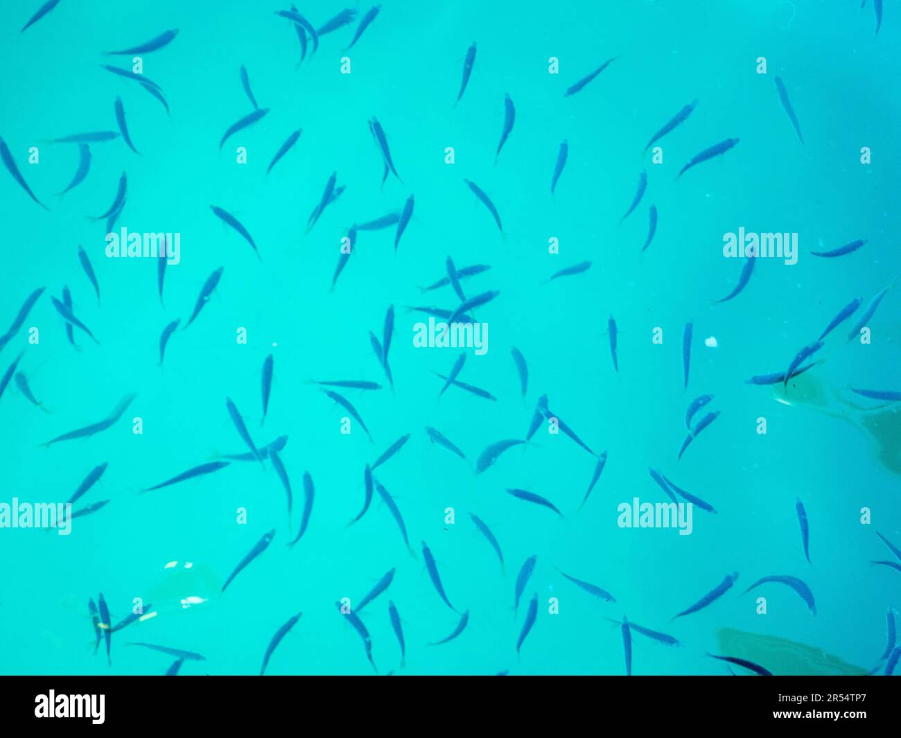 A school of tiny fish swimming in the salt water of the harbour ...