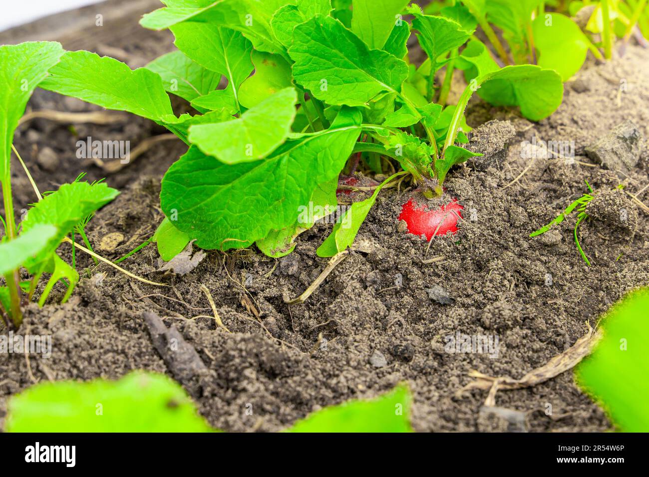Red radish grows in the soil of a vegetable garden close-up. Red root ...