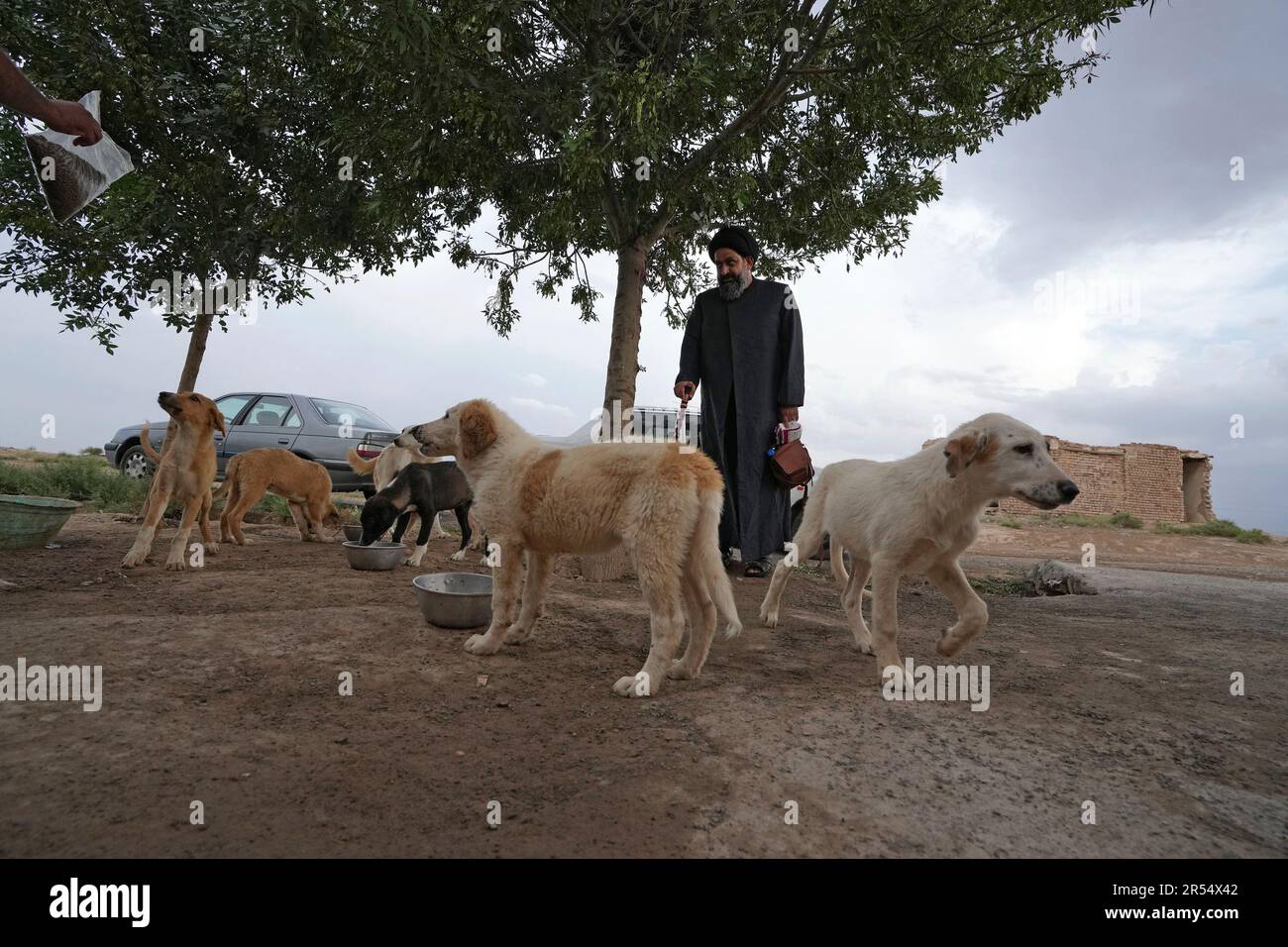 Iranian cleric Sayed Mahdi Tabatabaei looks at stray dogs outside his ...