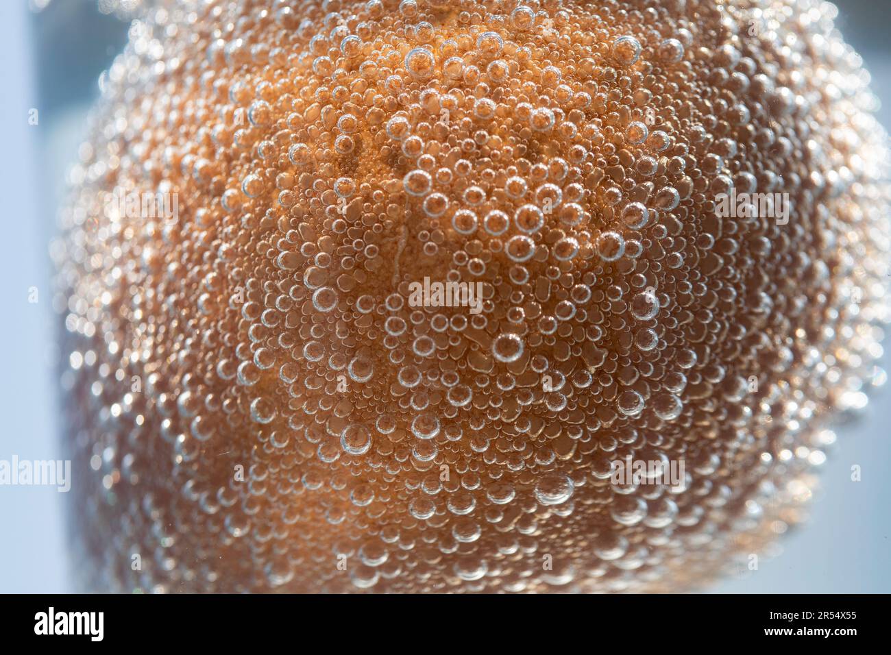 Eggs all in bubbles, gas bubbles on eggshells dipped in acid Stock ...