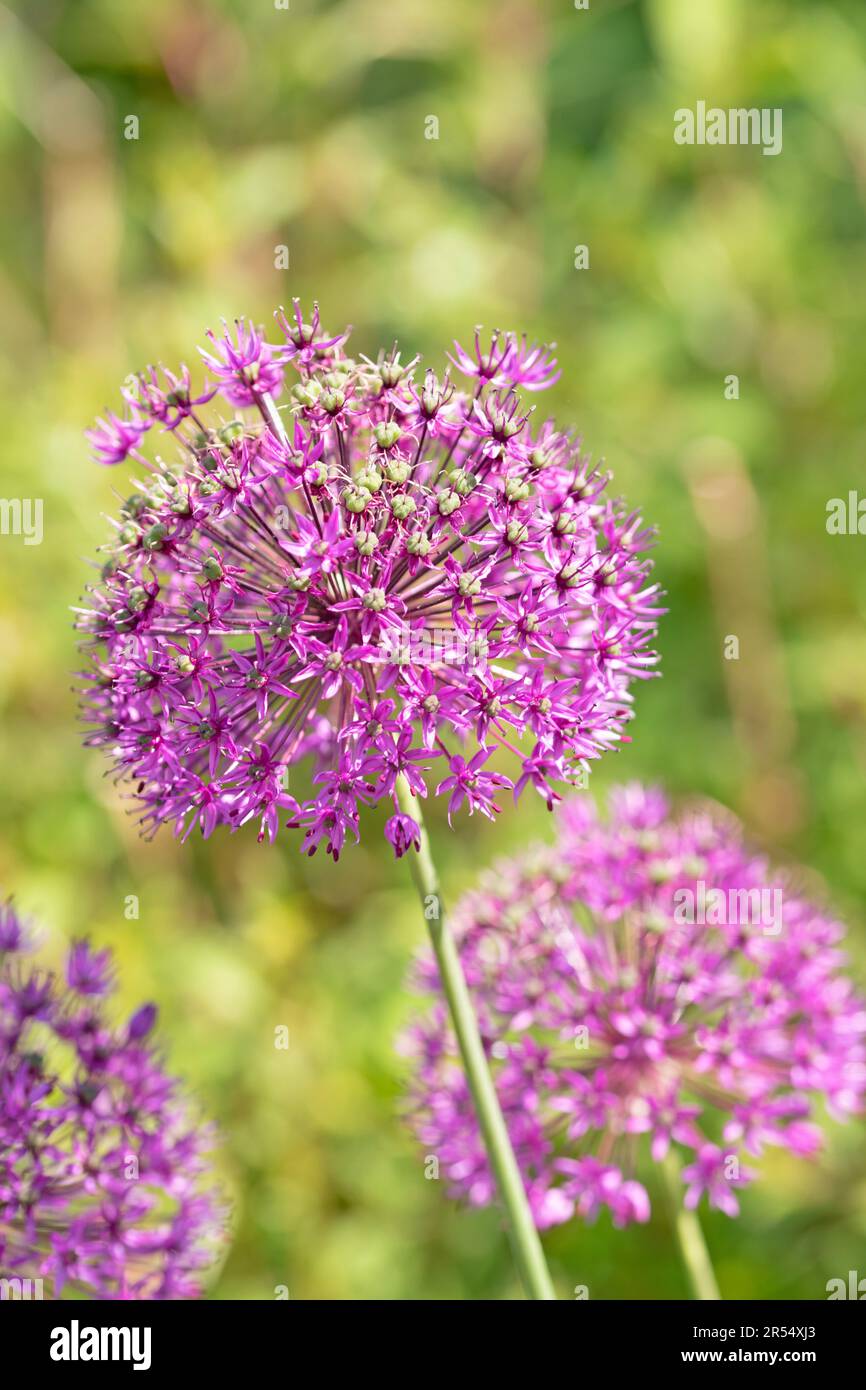 Giant onion flowers hi-res stock photography and images - Alamy