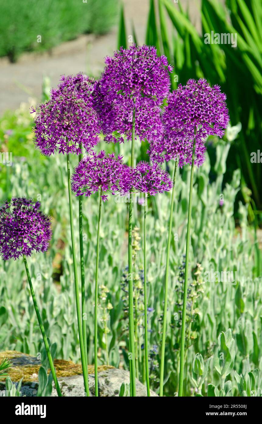 Close up full frame image of giant onion flowers. Allium giganteum ...