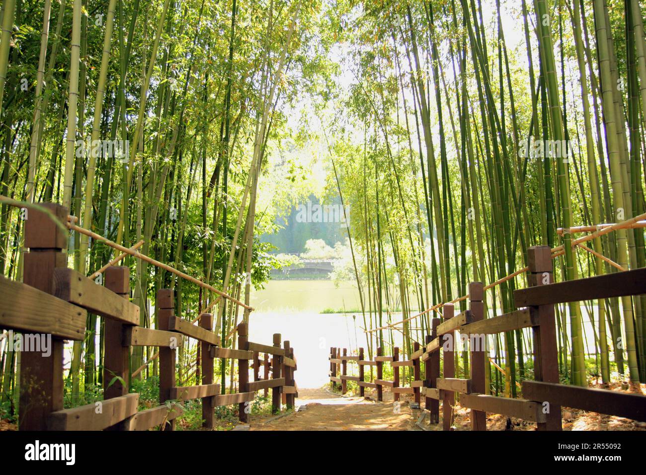 Spring park scenery with bamboo and roses and road in Namgang, Jinju ...