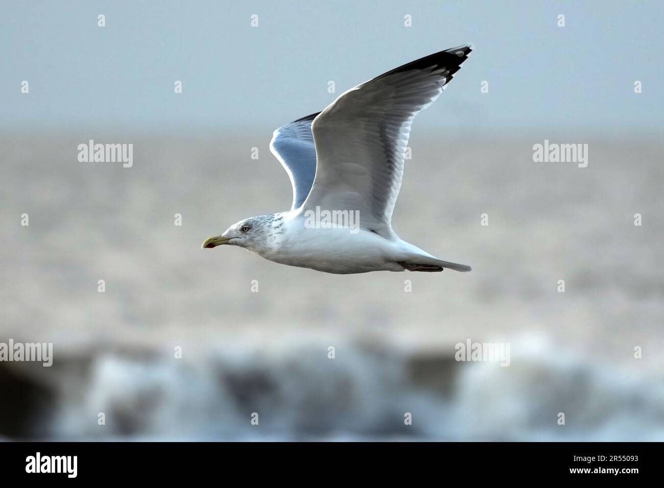 Gull in Flight Stock Photo - Alamy