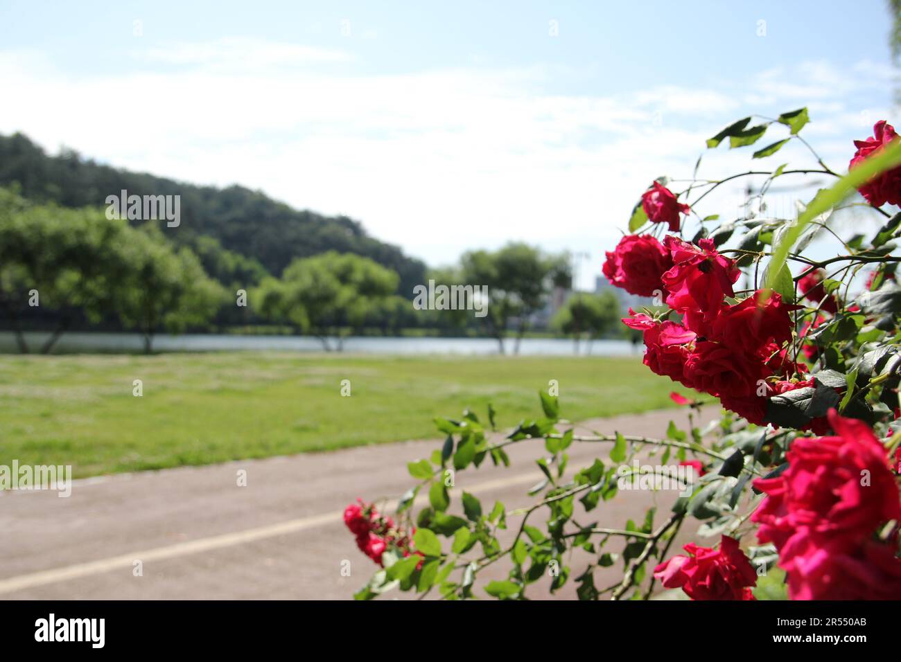 Spring park scenery with bamboo and roses and road in Namgang, Jinju ...