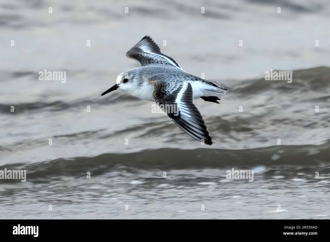 Sanderling in flight Stock Photo - Alamy