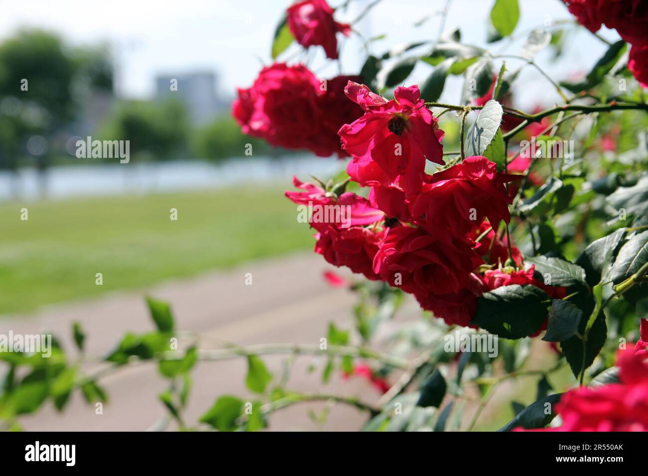 Spring park scenery with bamboo and roses and road in Namgang, Jinju ...