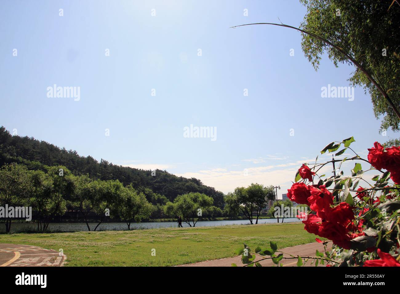 Spring park scenery with bamboo and roses and road in Namgang, Jinju ...