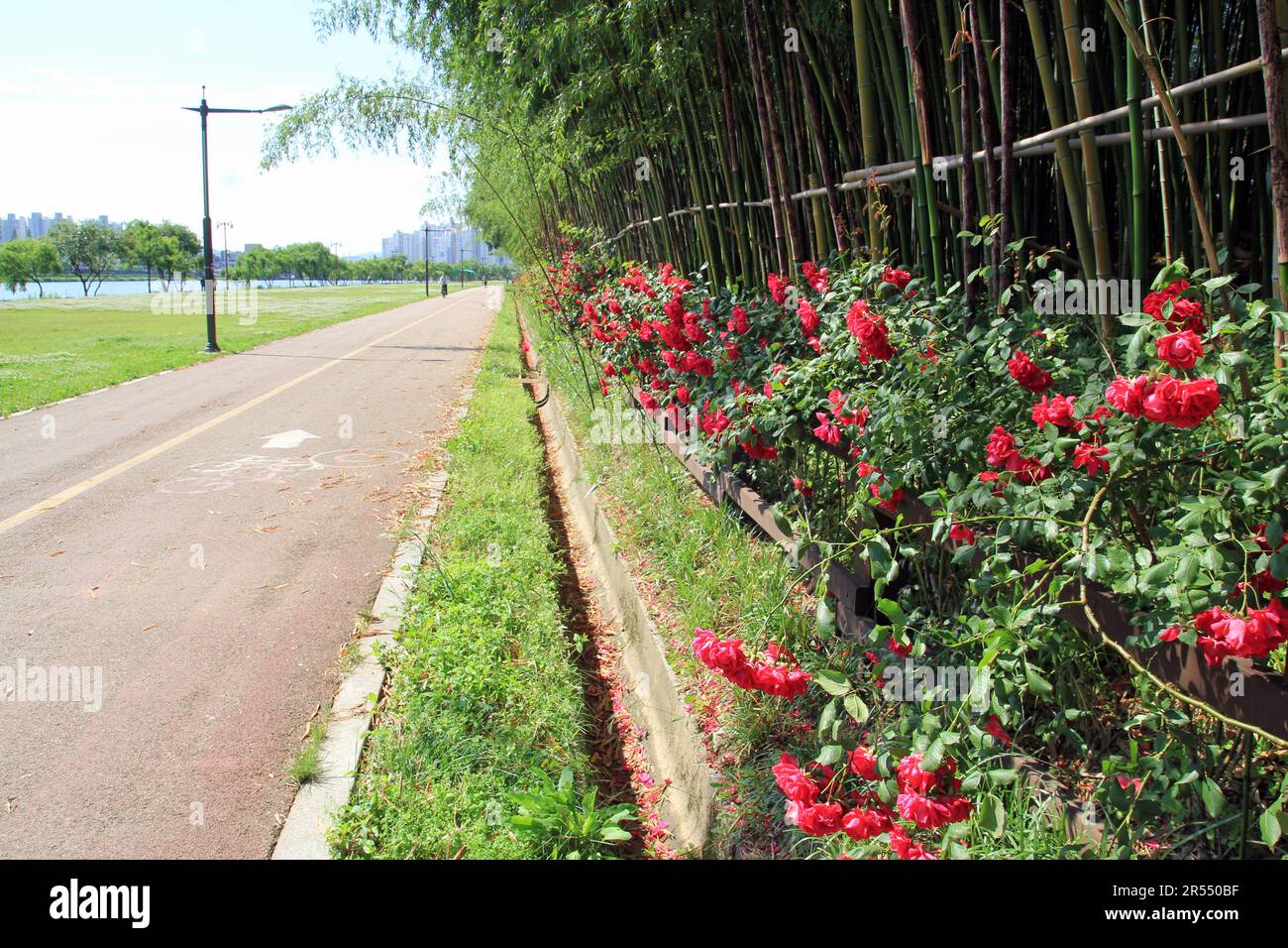 Spring park scenery with bamboo and roses and road in Namgang, Jinju ...